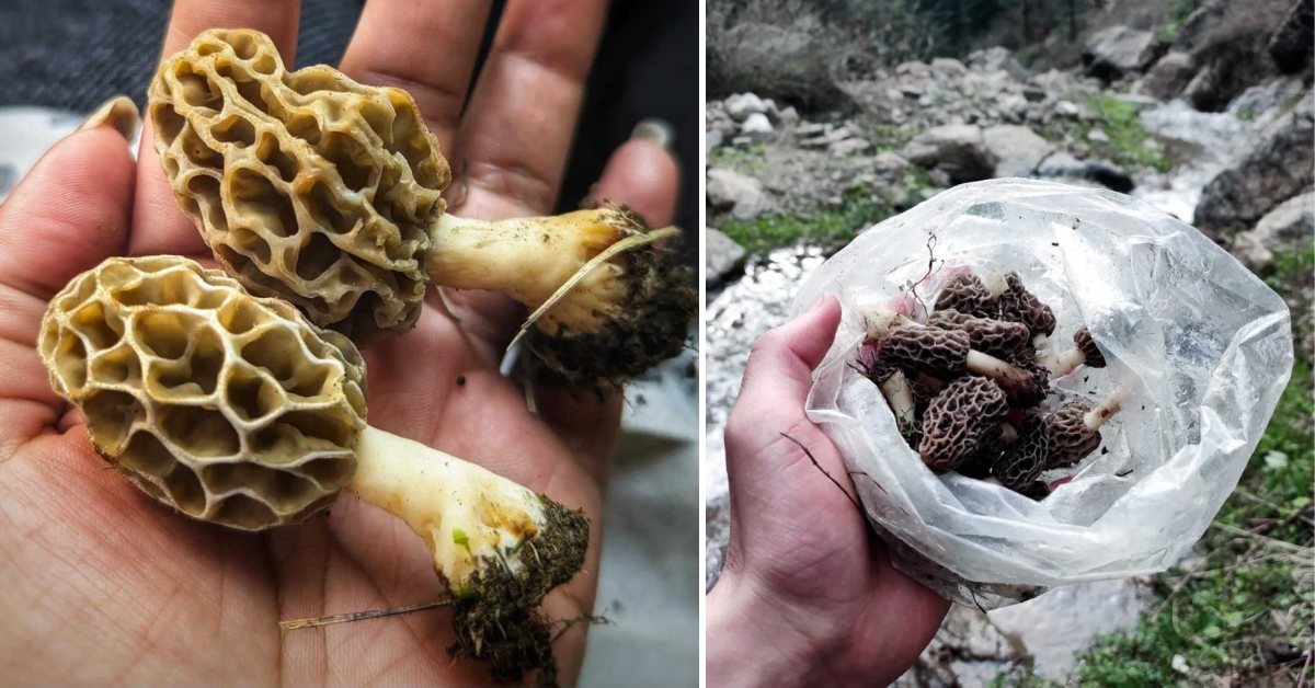 What Are Gucchi Mushrooms And Why Are They So Expensive?