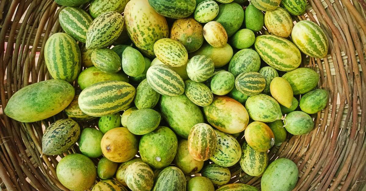 Rajasthan’s ‘Desert Cucumber’: The Mini Watermelon Lookalike