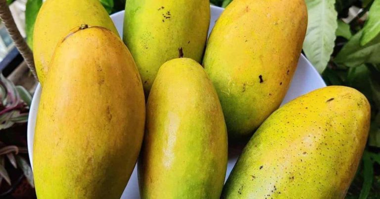 9 GI-Tagged Mango Varieties from Different States of India