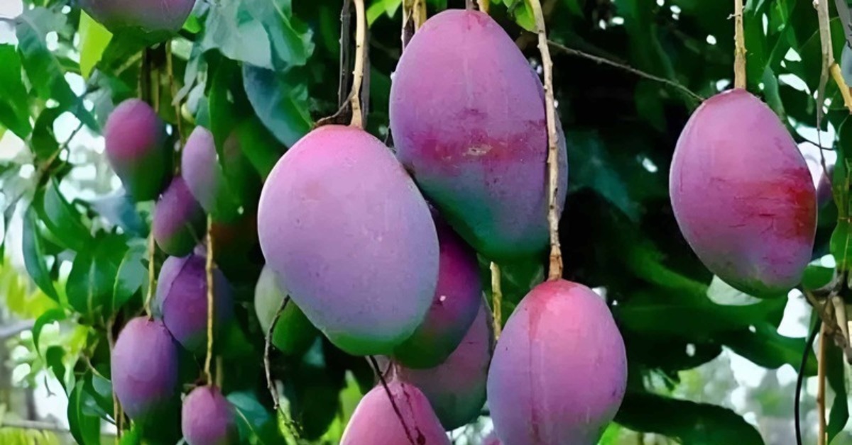 The Ultimate Guide to Growing Miyazaki Mangoes on Your Terrace
