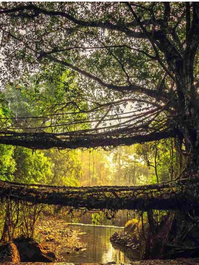 A Look at Meghalaya’s Brilliant Living Root Bridges