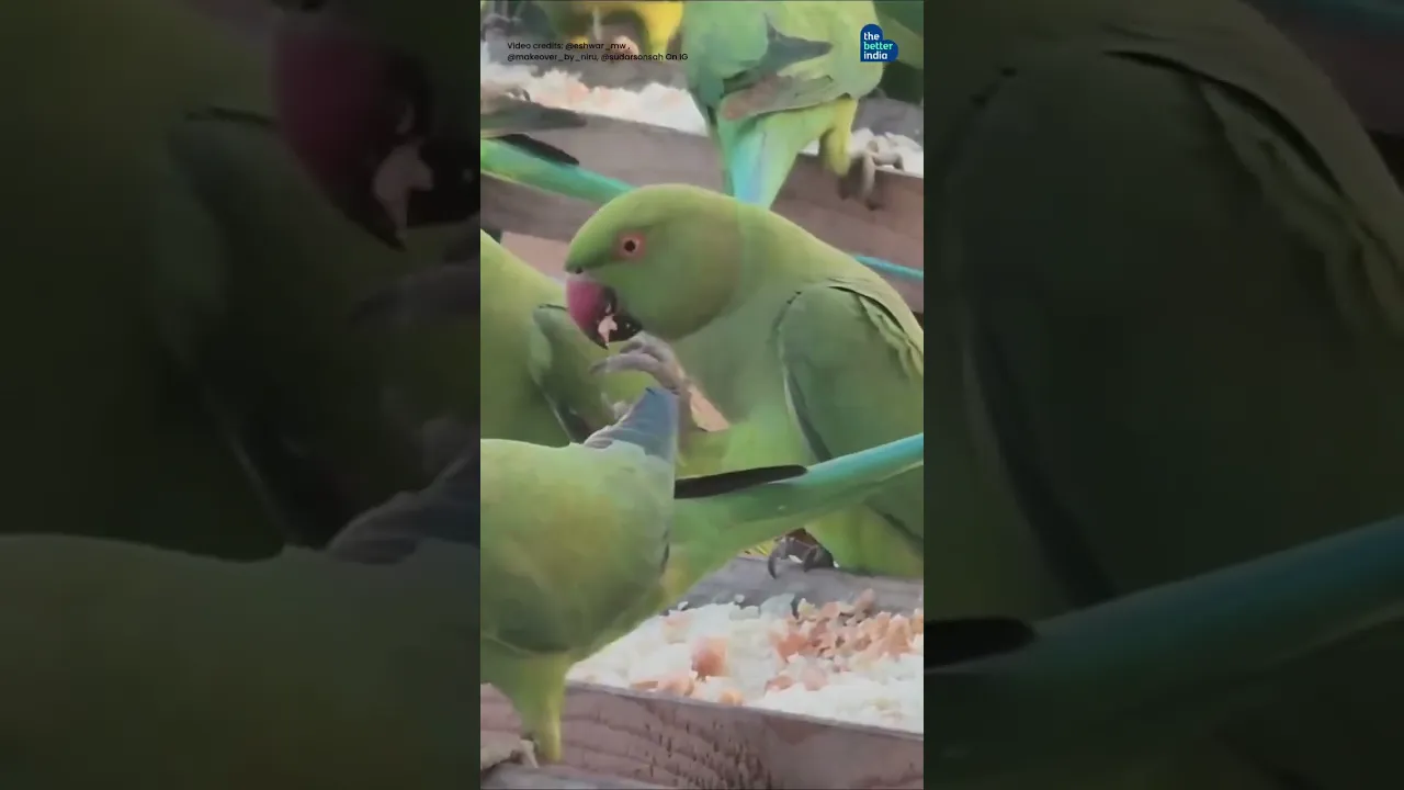 Birdman of Chennai, Sudarson Sah. - The Better India