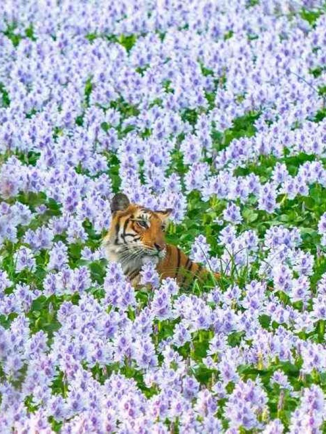 Rare Shots Captured By Wildlife Photographers Across the World