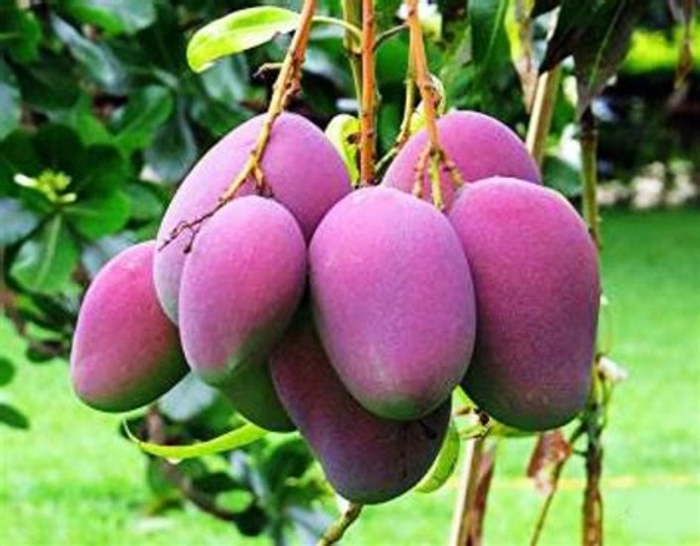Where to Find Miyazaki Mango Seeds in India and How to Grow Them