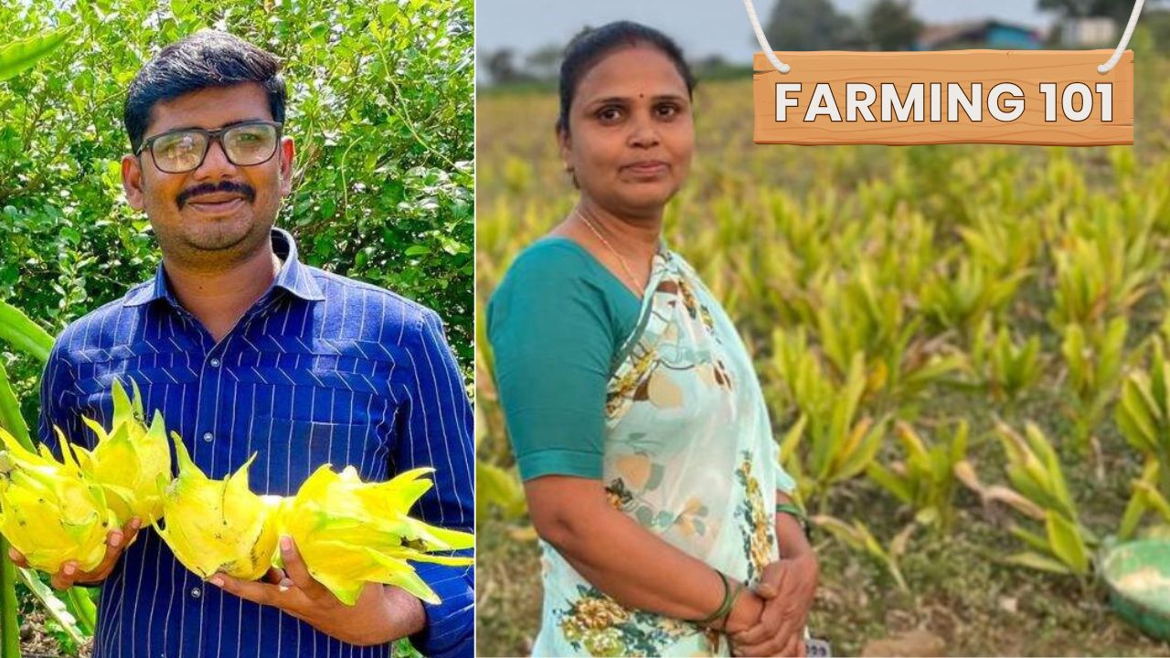 Boost Farm Income with Horticulture: 5 Farmers Lead the Way