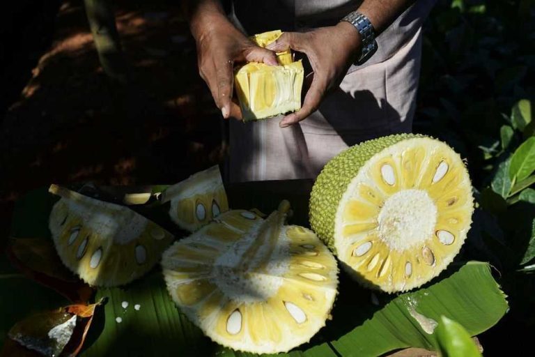 Jackfruit: The Summer Superfood That’s More Than Just a Fruit