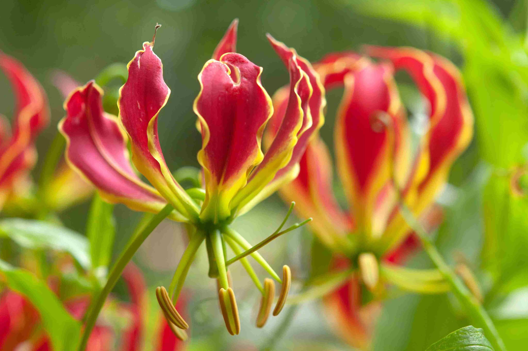 Discover the 6 Most Rare and Beautiful Summer Flowers in India
