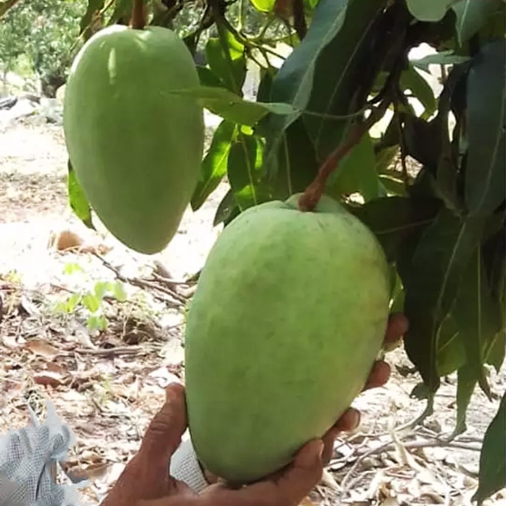 Noorjahan Mangoes: Its Origin, and How To Grow One