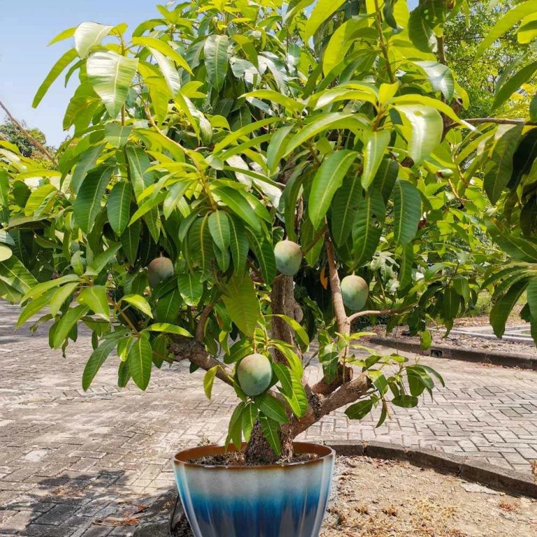 Step-by-Step Guide to Growing Kesar Mangoes in Pots