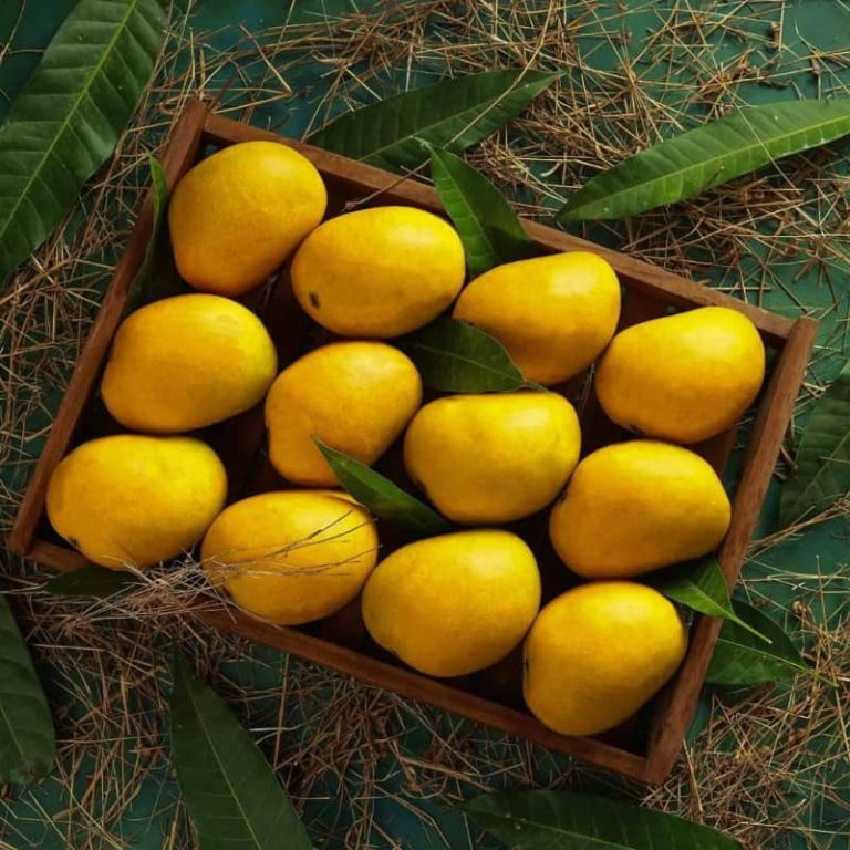 How a Portuguese Viceroy Introduced Alphonso Mango To India
