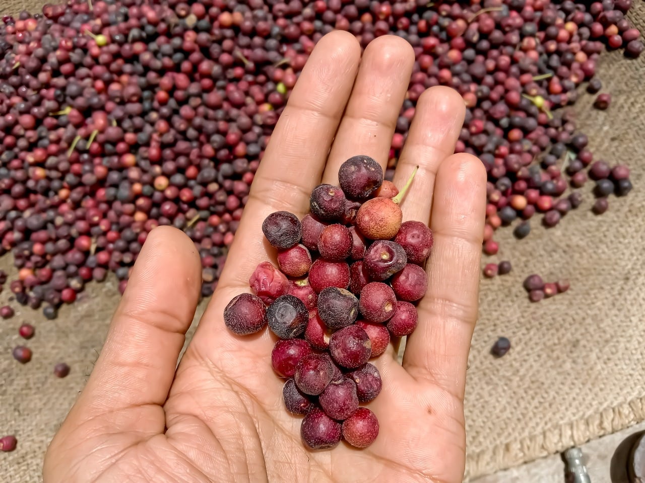 6 Lesser-Known Indian Summer Fruits That Deserve the Spotlight