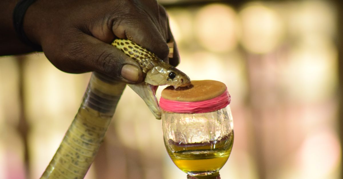 Snake Venom