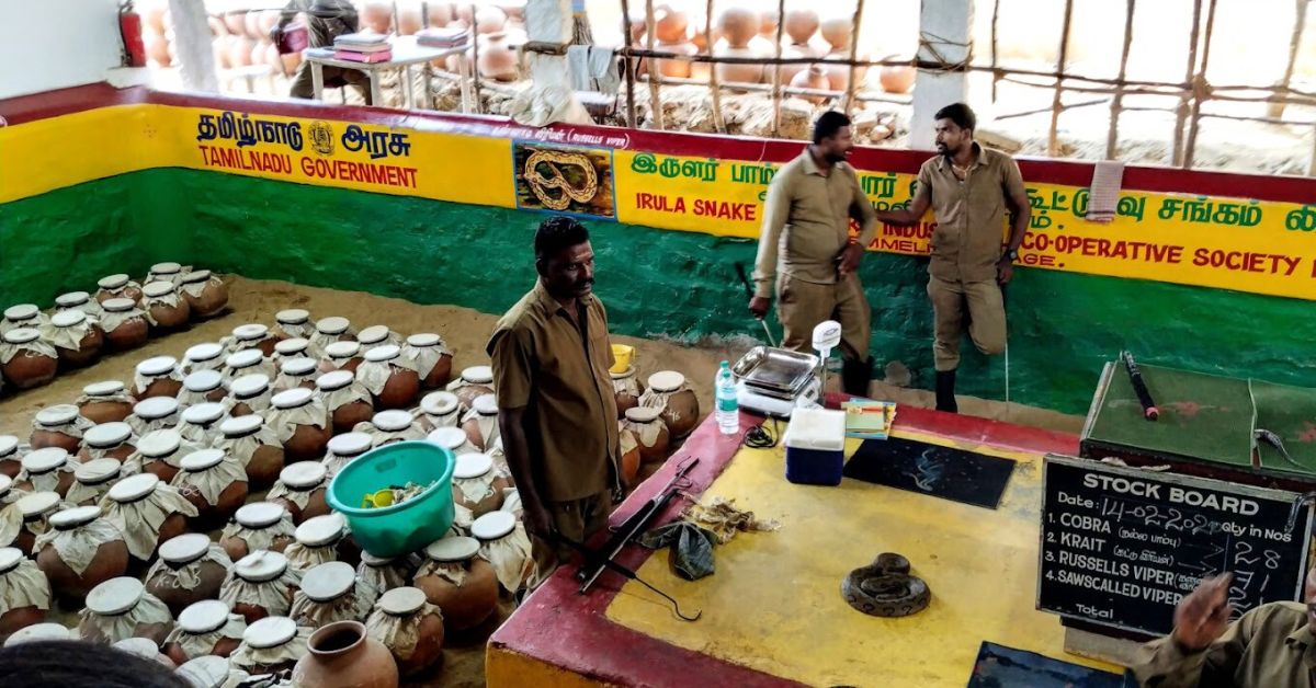 How The Irula Tribe in Tamil Nadu is Earning From Snake Venom