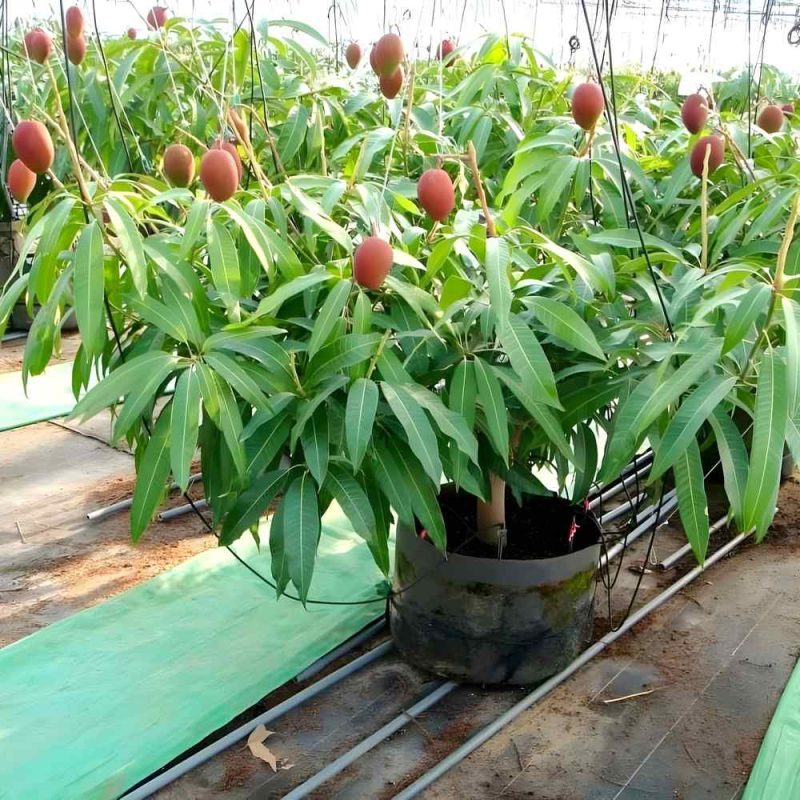 Where to Find Miyazaki Mango Seeds in India and How to Grow Them