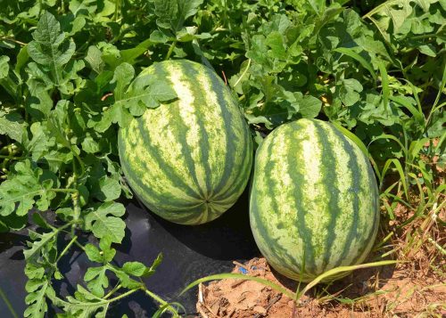 A Guide To Grow Watermelons at Home in Small Spaces