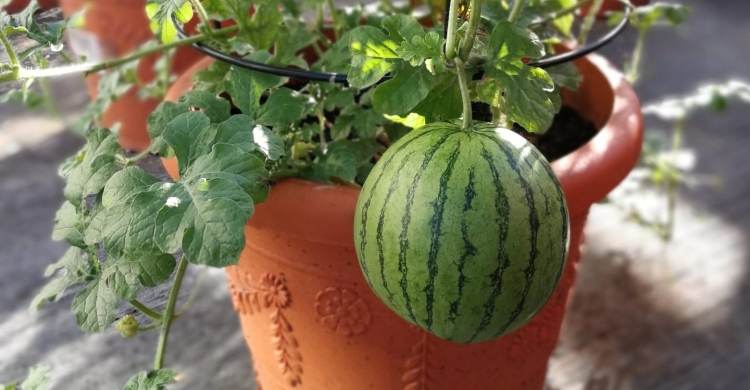 How to Grow Watermelons Successfully in Small Spaces in Your Home