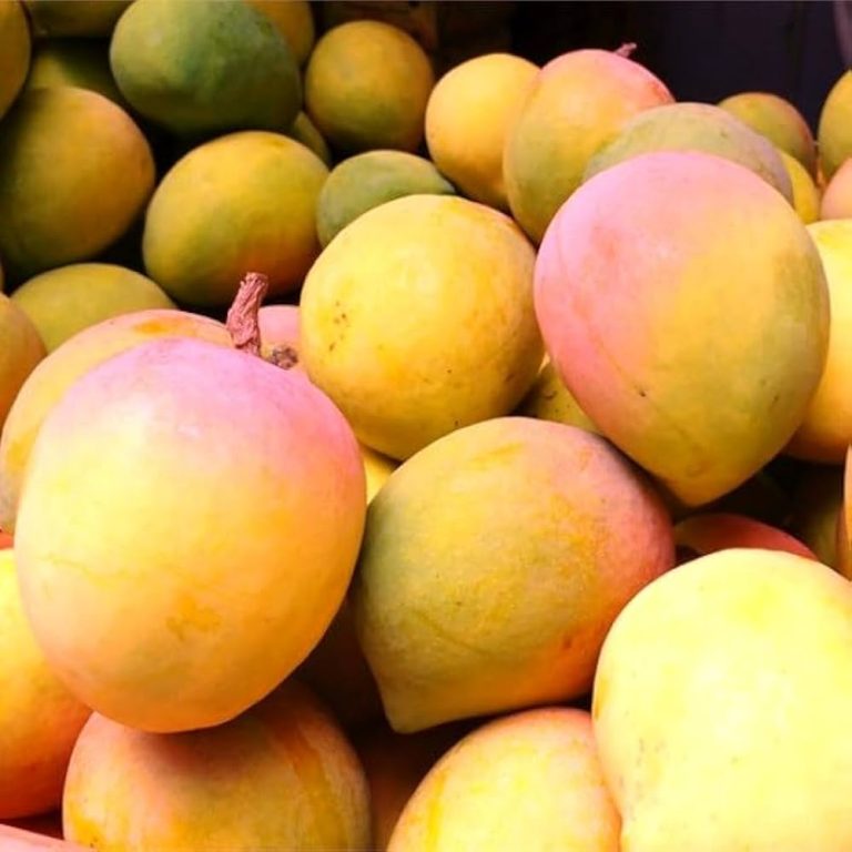 Step-by-Step Guide to Growing Karnataka's Raspuri Mango Trees