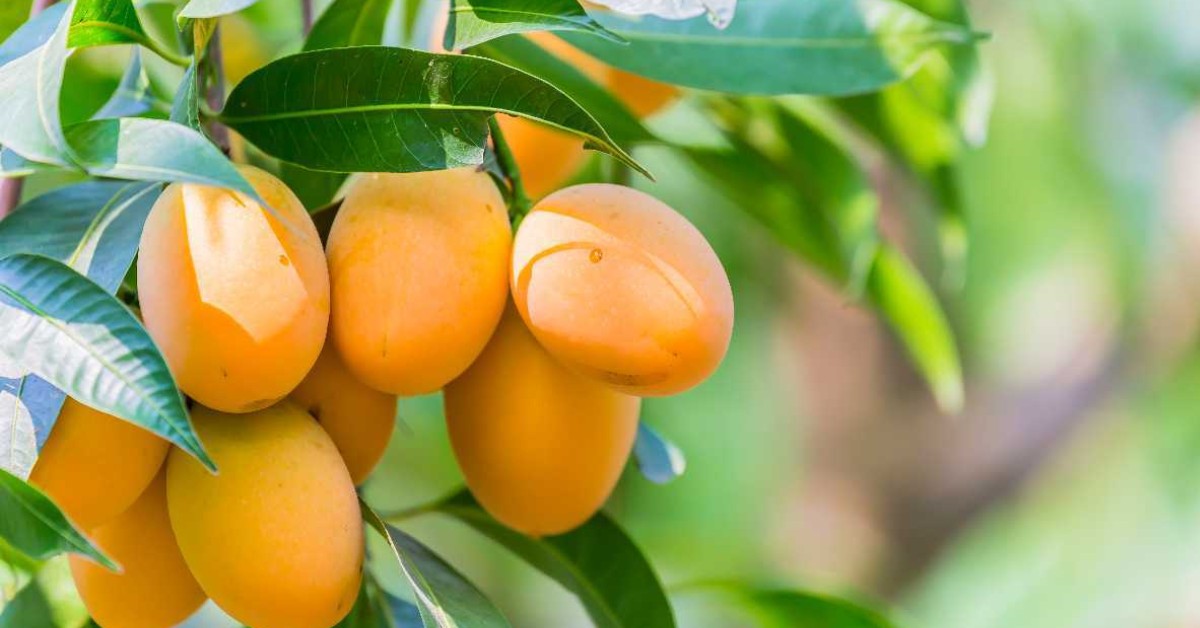 Step-by-Step Guide to Growing Karnataka's Raspuri Mango Trees
