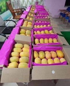 Karnataka's Kesar: A Mango Variety That Shot to Fame Globally