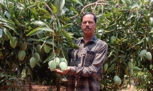 Karnataka's Kesar: A Mango Variety That Shot to Fame Globally