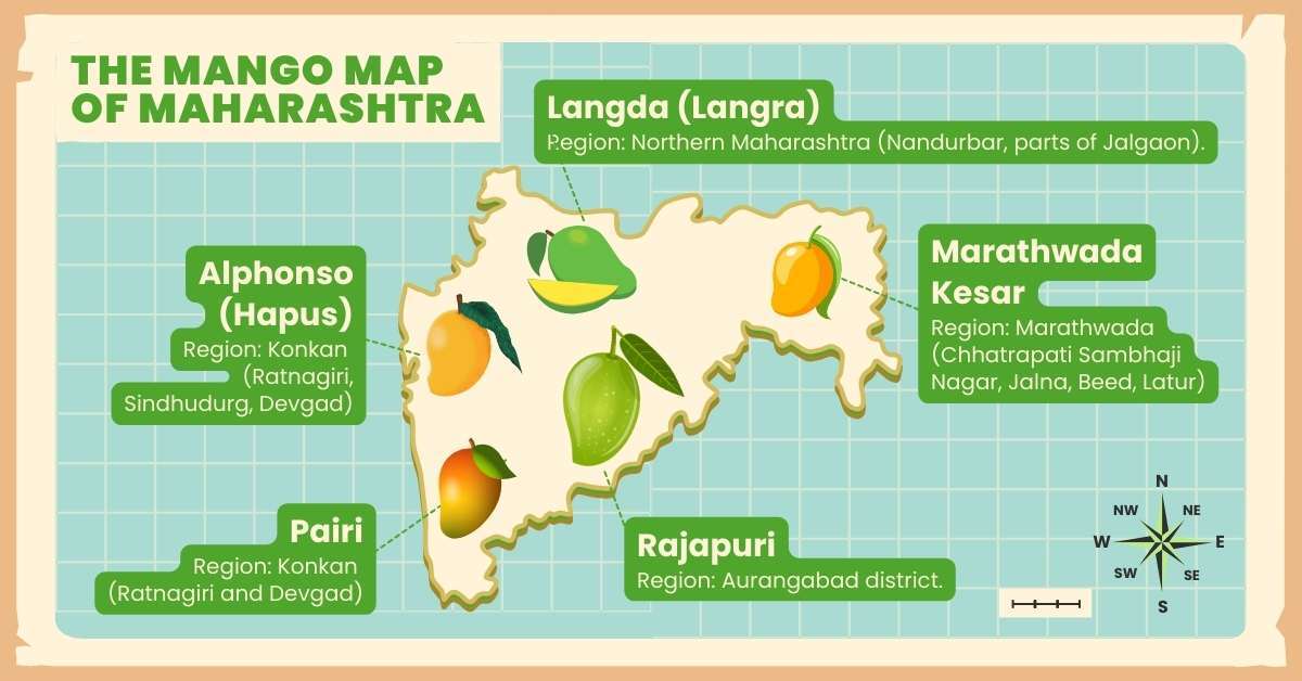 Mango Varieties of Maharashtra: A Regional Guide