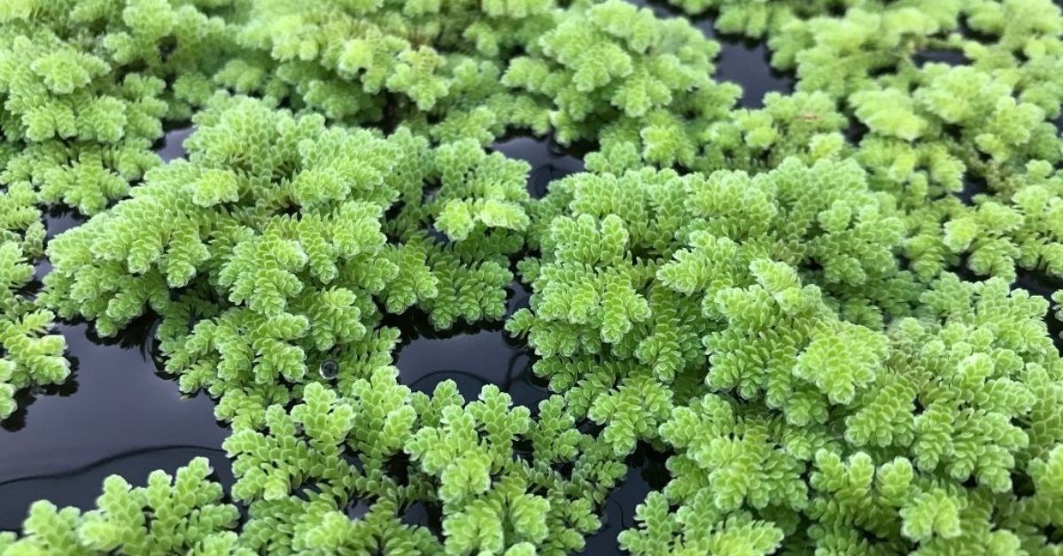 Azolla: Sustainable Farming and Livestock Feed Solution in India
