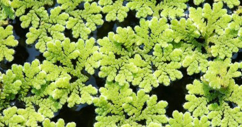 Azolla: Sustainable Farming and Livestock Feed Solution in India