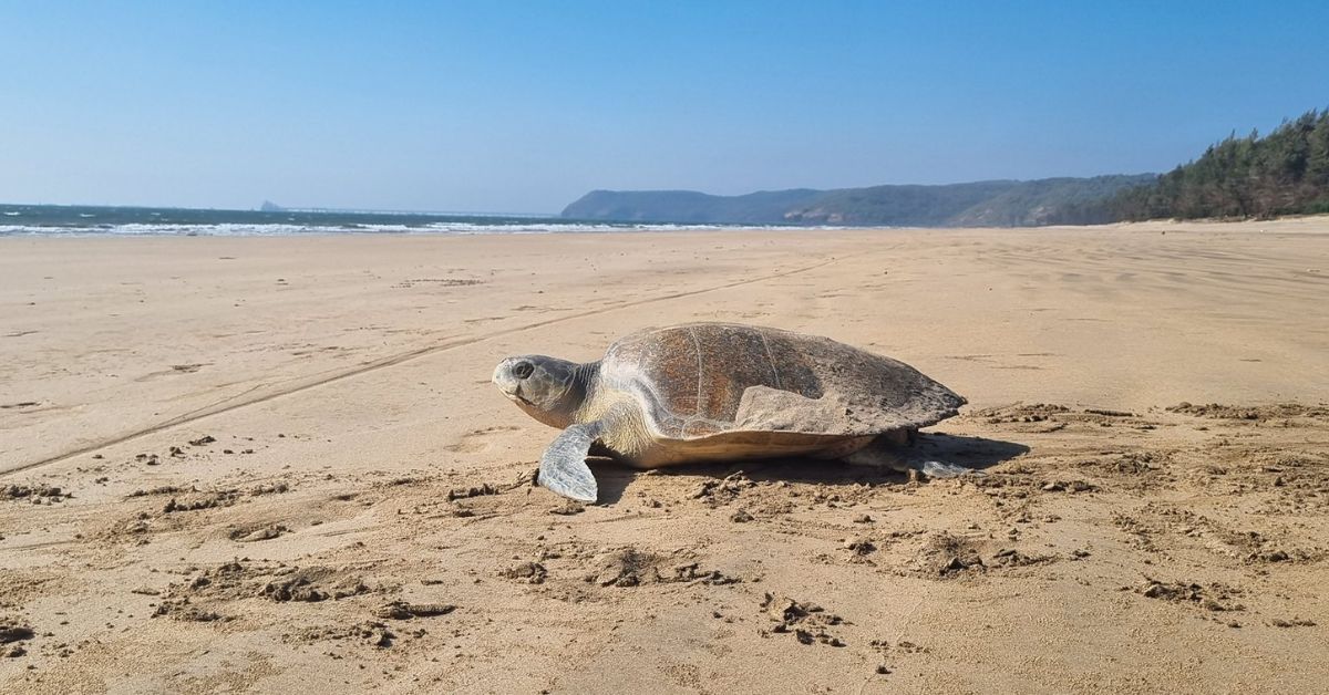Olive Ridley Turtle Swims 3,500 km From Odisha to Maharashtra