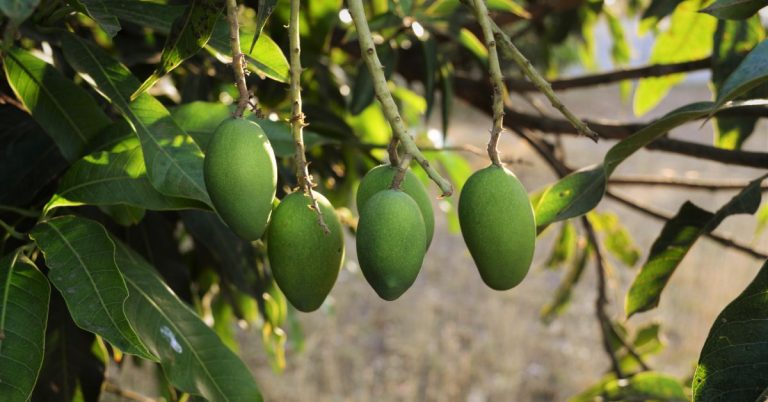 5 Native Mango Varieties That Are Slowly Disappearing from India