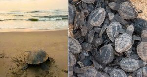 5 Simple Ways You Can Help Protect Olive Ridley Turtles This Nesting Season