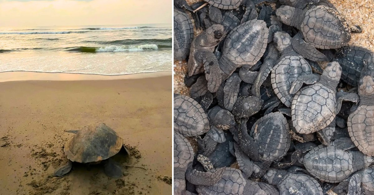 How to Protect Olive Ridley Turtles This Nesting Season