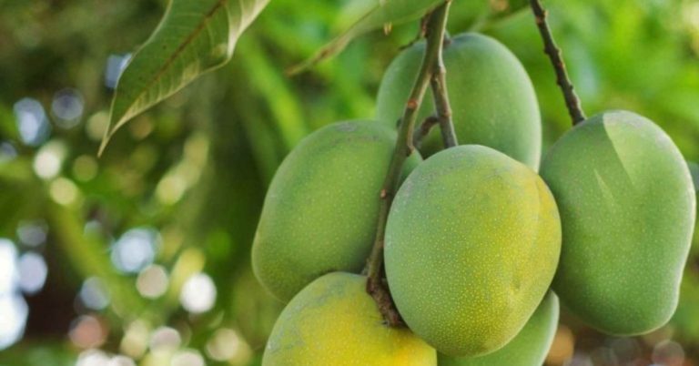 Types of Mangoes in Karnataka: A Regional Mango Map Guide