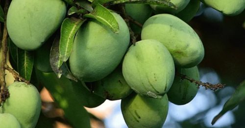 Types of Mangoes in Karnataka: A Regional Mango Map Guide