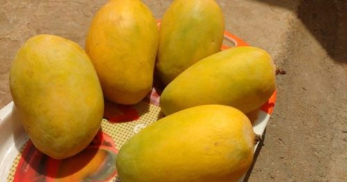 Types of Mangoes in Karnataka: A Regional Mango Map Guide