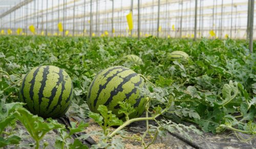 A Guide To Grow Watermelons at Home in Small Spaces