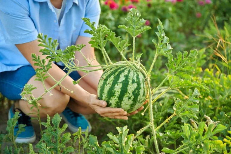 A Guide To Grow Watermelons at Home in Small Spaces