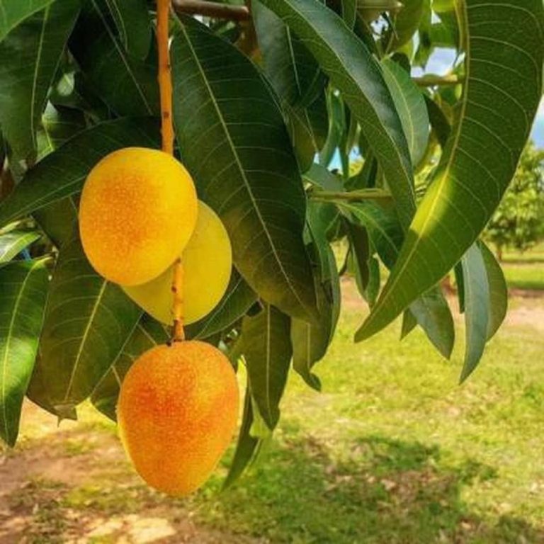 Step-by-Step Guide to Growing Karnataka's Raspuri Mango Trees