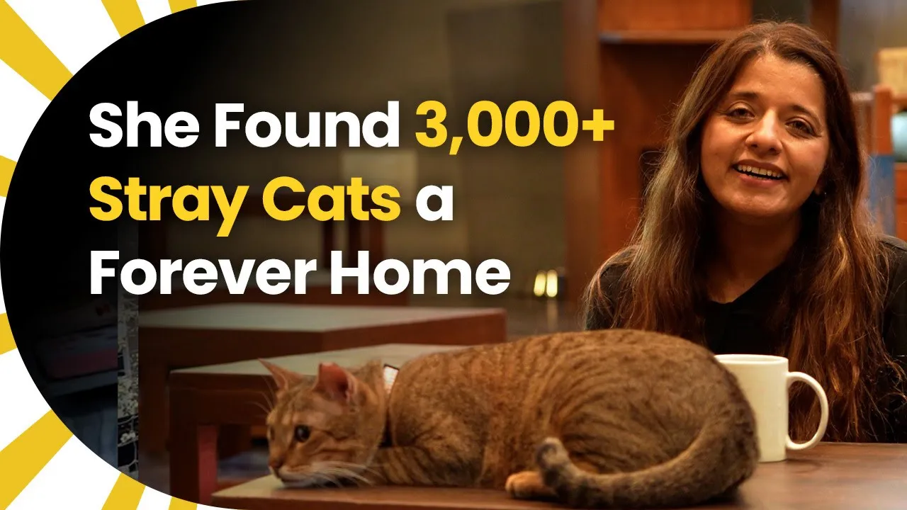 She Found 3,000+ Stray Cats a Forever Home - The Better India
