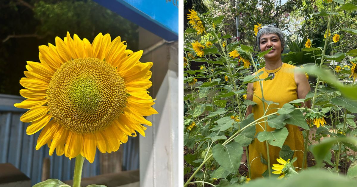 How Shefalii's Sunflowers Are Turning Chennai into a Sunflower City