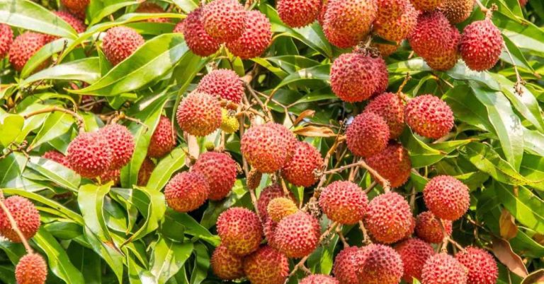 Step-by-Step Guide to Growing Lychees at Urban Indian Homes