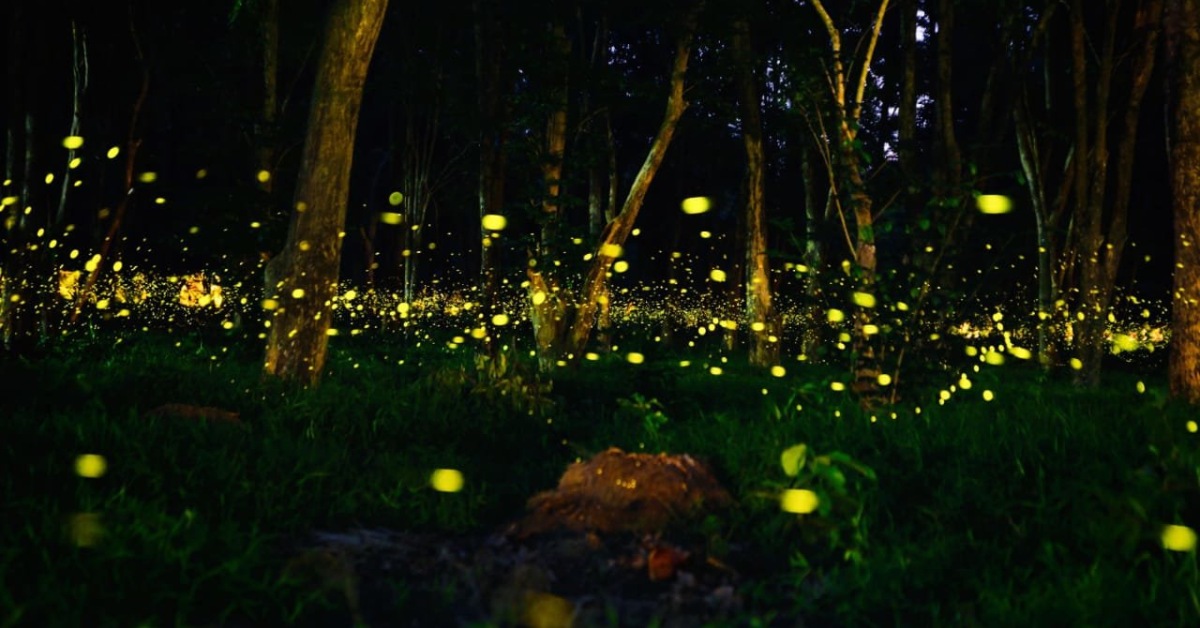 Fireflies Festival Maharashtra 2025: Best Places to See Fireflies With Kids