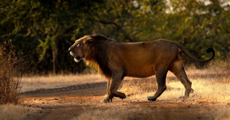 Wildlife Photographer Sanket Reddy Shares Lessons From Years in the Forest