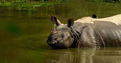 Wildlife Photographer Sanket Reddy Shares Lessons From Years in the Forest