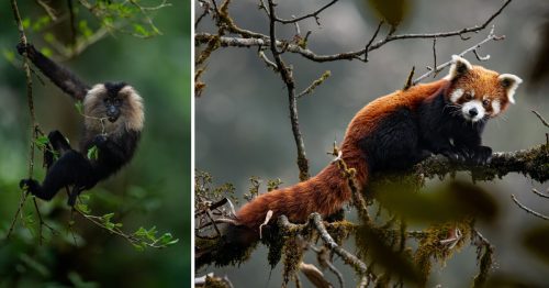 Wildlife Photographer Sanket Reddy Shares Lessons From Years in the Forest