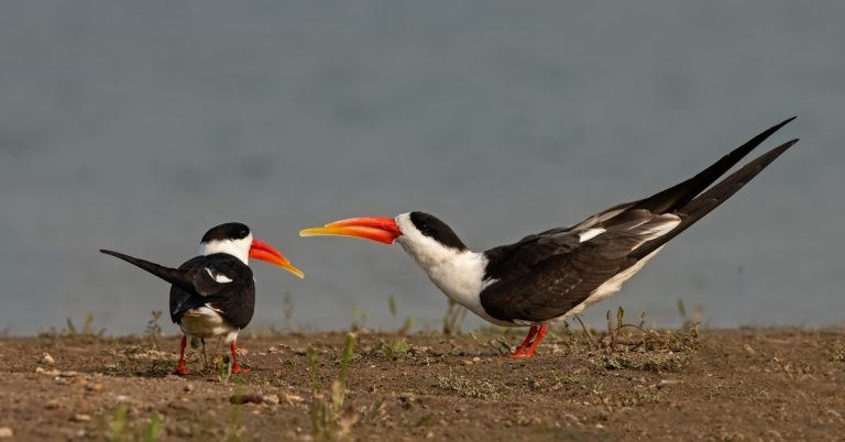 Wildlife Photographer Sanket Reddy Shares Lessons From Years in the Forest