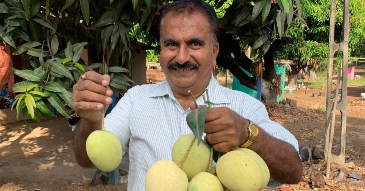 Sonpari Mango: Gujarat’s Golden Hybrid Taking Over Alphonso and Kesar