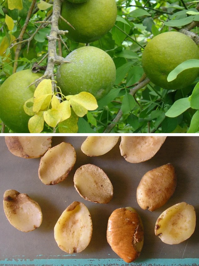 6 Forgotten Indian Fruits You Need to Know About