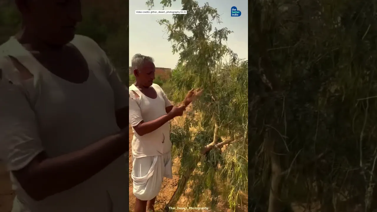 Ker Sangri of Rajasthan - The Better India