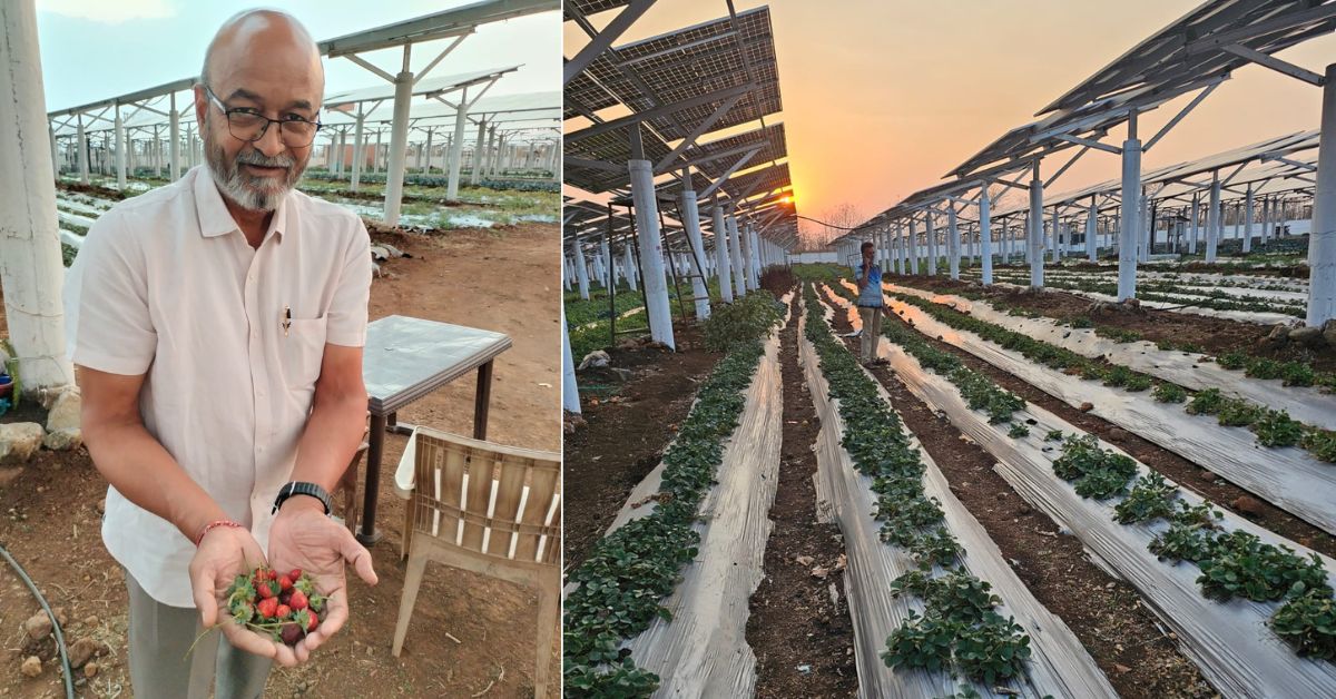 MP Man Creates India’s Largest Agrivoltaic Farm That Combines Power & Crops