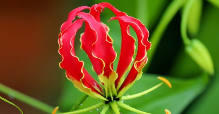 5 Monsoon Wildflowers in India That Bloom Only During the Rainy Season